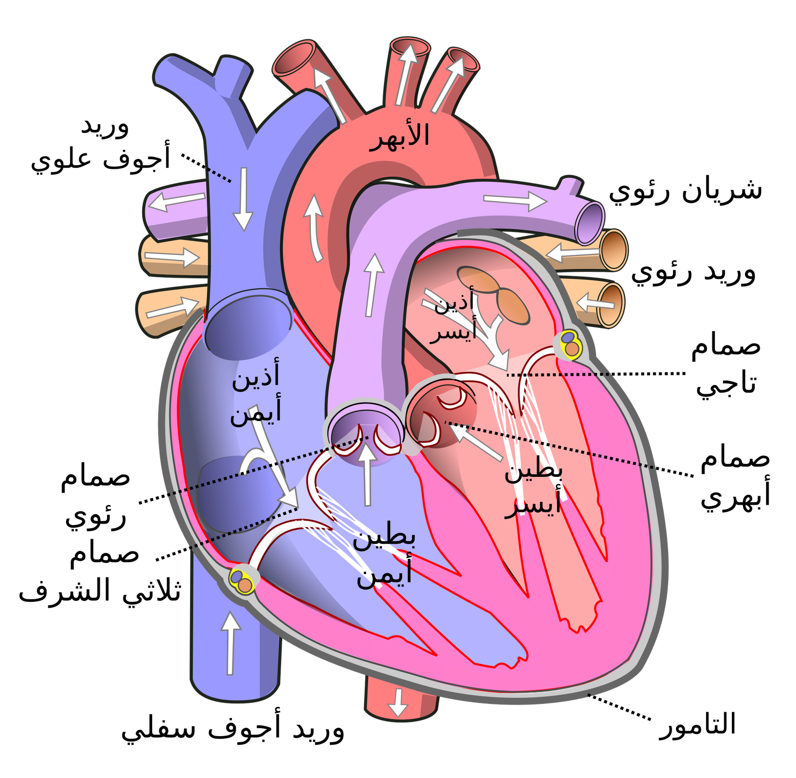 المراجعة النهائية – علوم – الصف الثاني والثالث متوسط - Learning Jurney